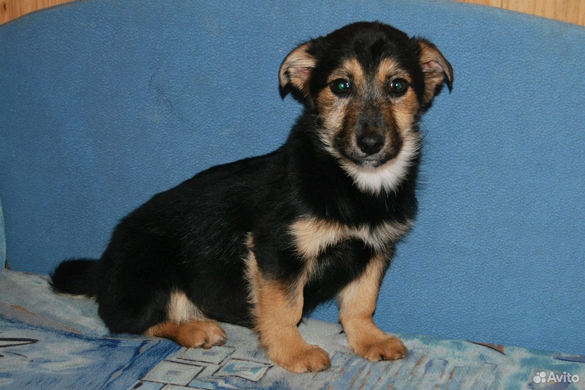 Девочка -коротколапка из приюта