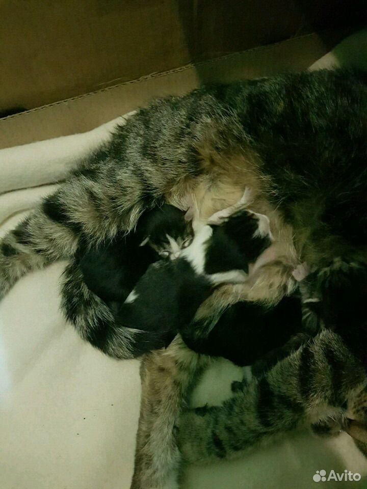 Котята в добрые руки