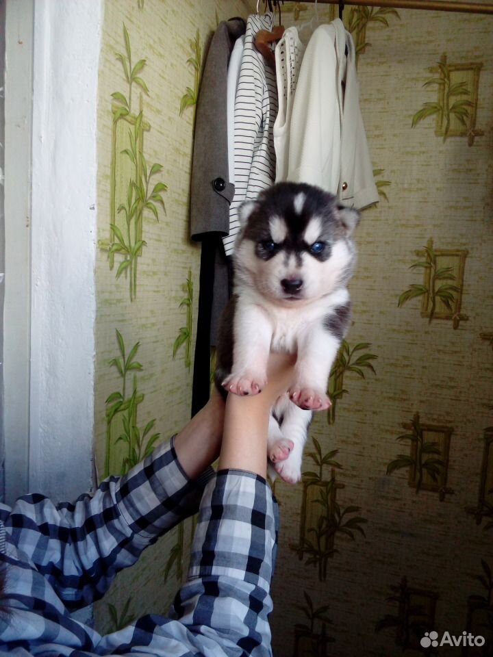 Алиментный щенок