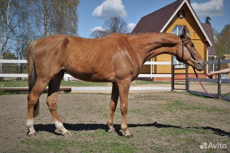 Спортивная помесь, 2015 г.р