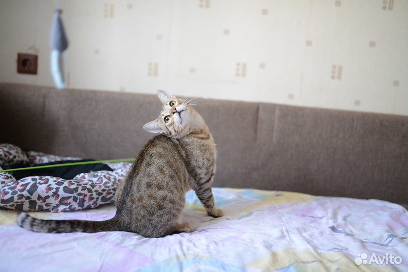 Трехлапый котик Сильвер мечтает о семье