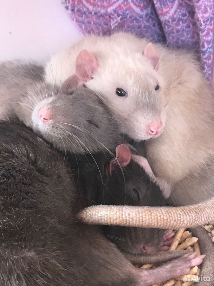 Трое дружелюбных крысят ищут дом