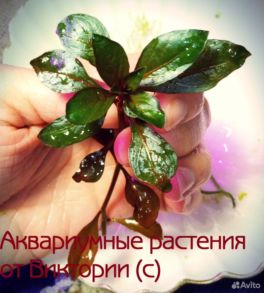 Растения для аквариума, стартовый набор