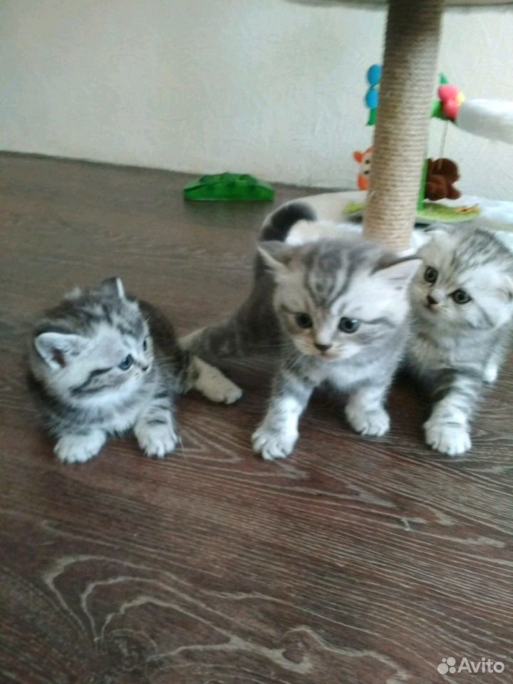 Британские