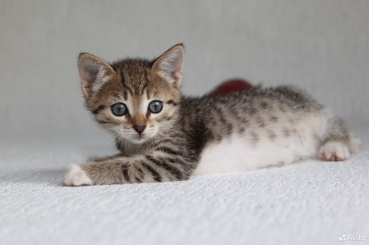 Забавные полосатые котята девочки в добрые руки