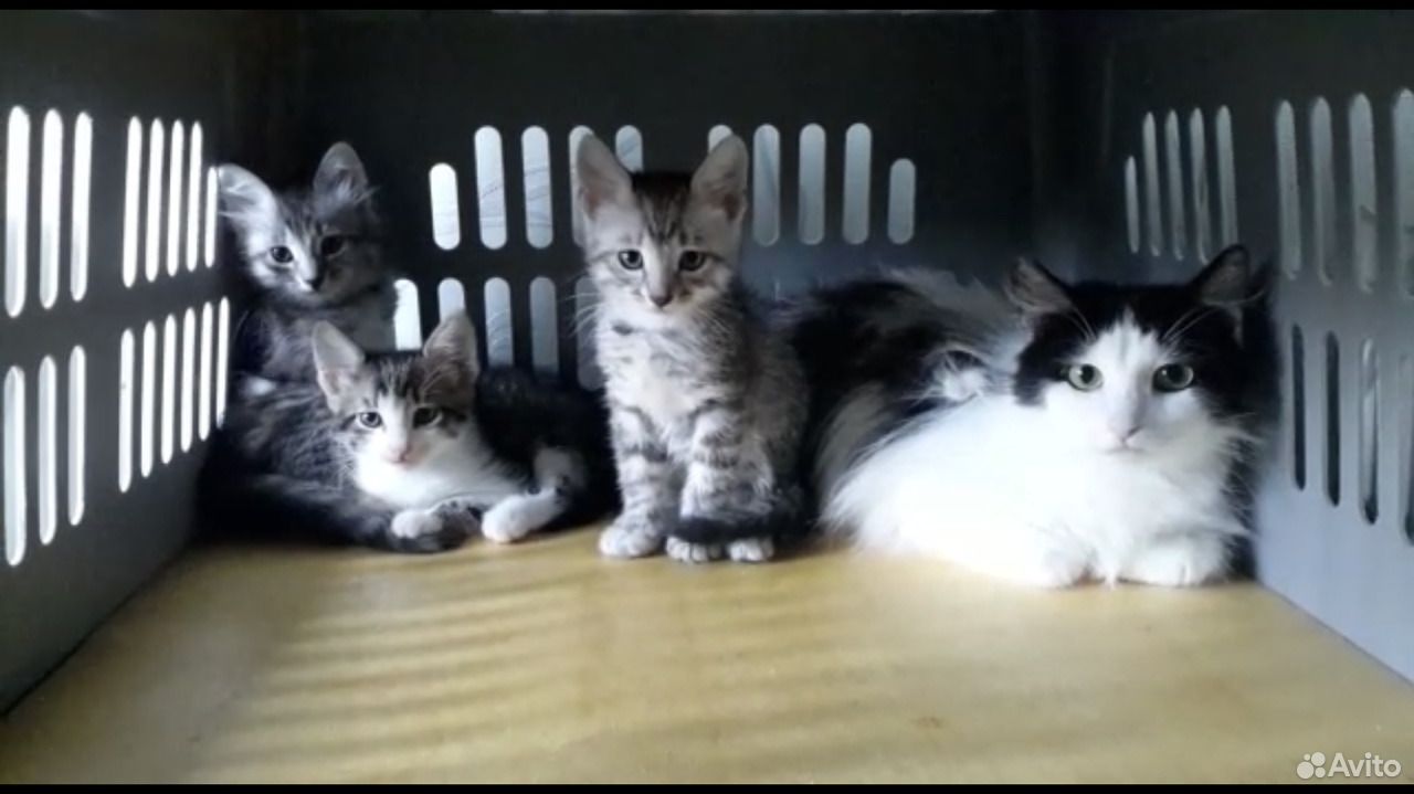 Чудо-котята в добрые руки