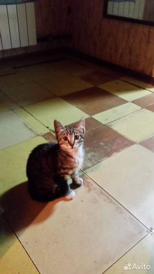 Котчиа