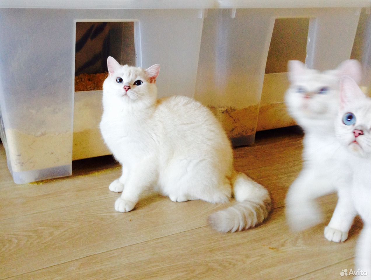 Отдам кота Союз голубоглазого