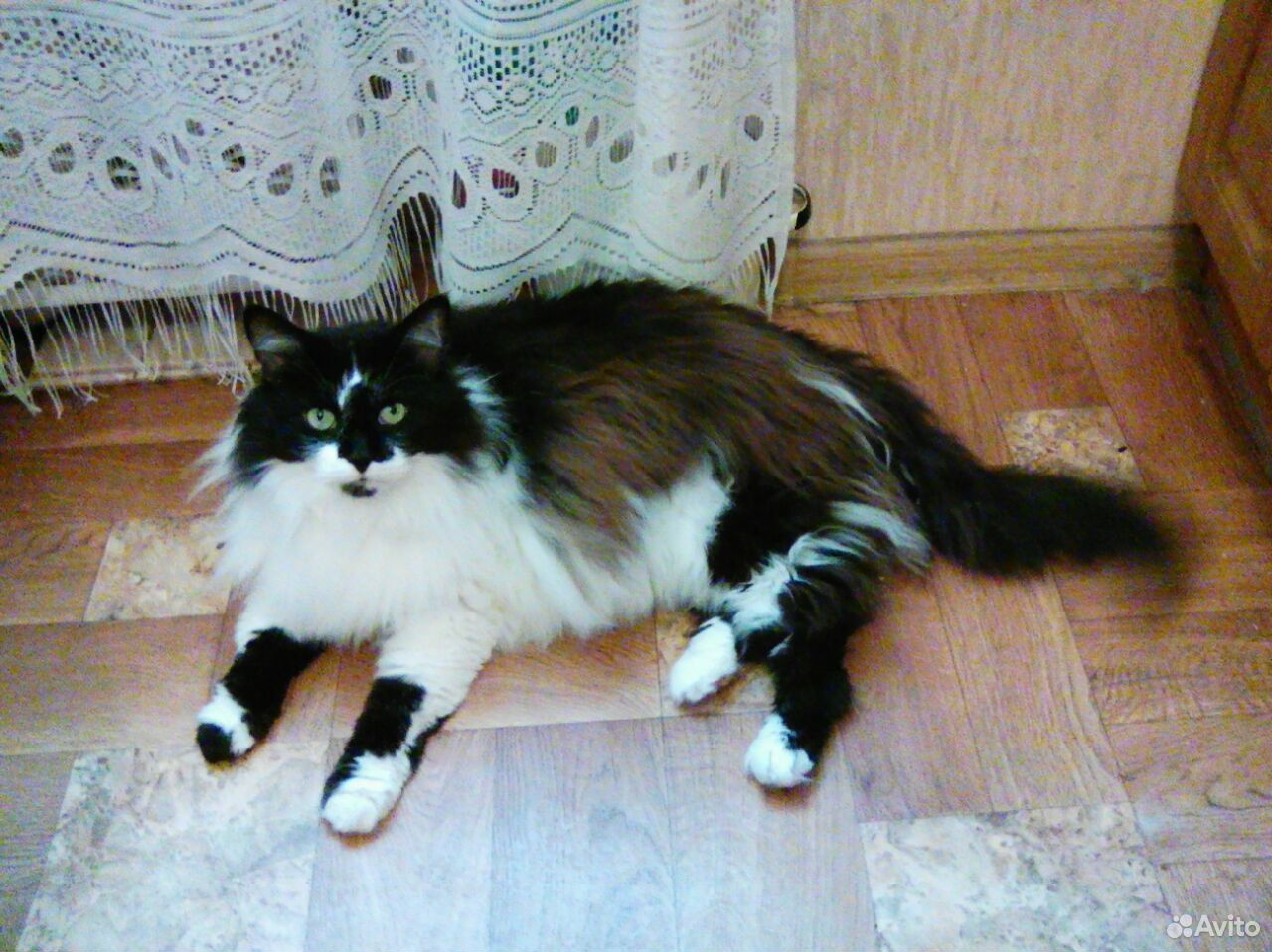 Кот Мурзик в добрые руки