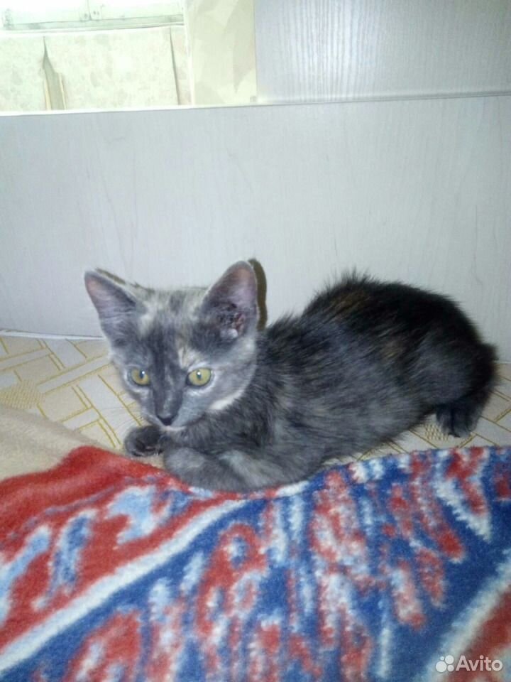 Отдаю котёнка в хорошие руки