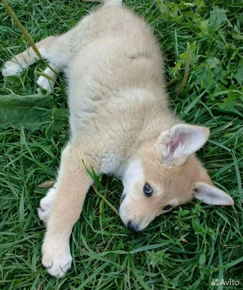 Метис акиты Алиса в дар