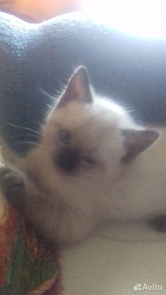 Милые котята