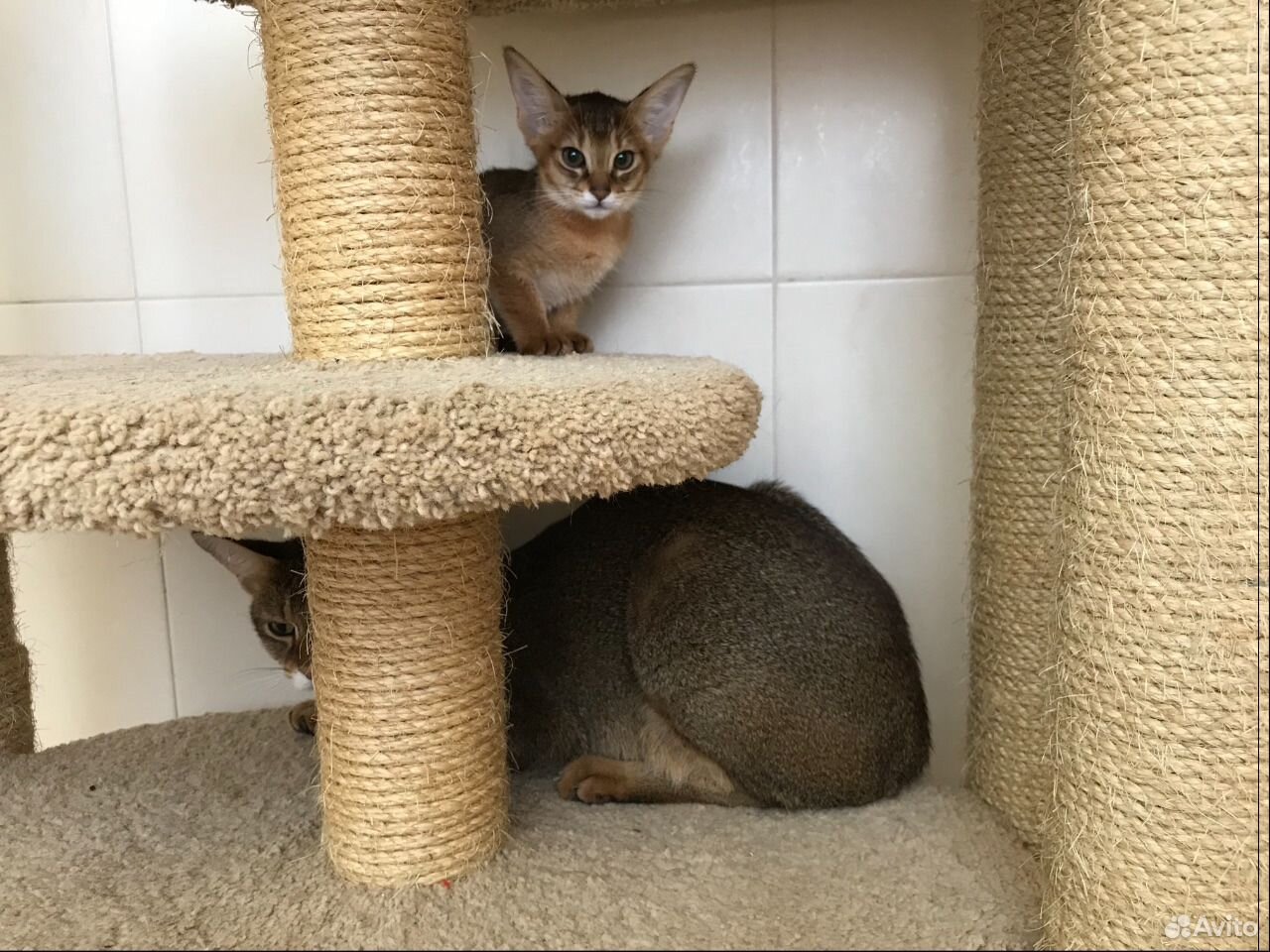 Чаузи Ann и Arno