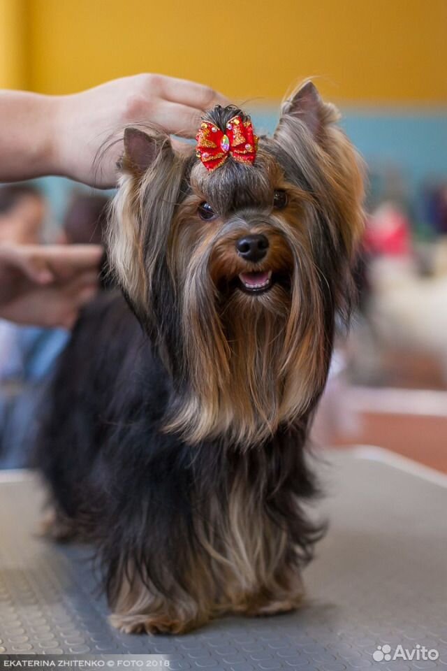 Вязка йоркширский терьер