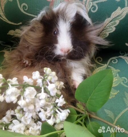 Морская свинка Лункария