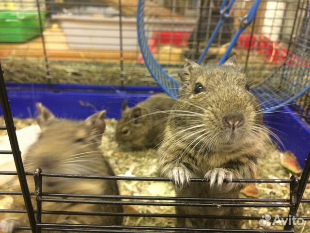 Дегу(чилийские белки)