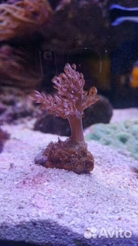 Кораллы живые для аквариума