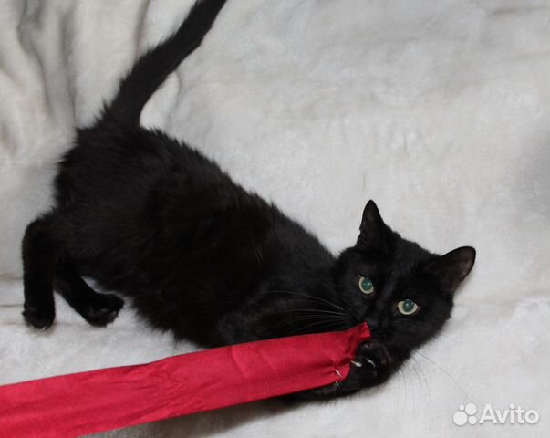 Черная красавица Герта