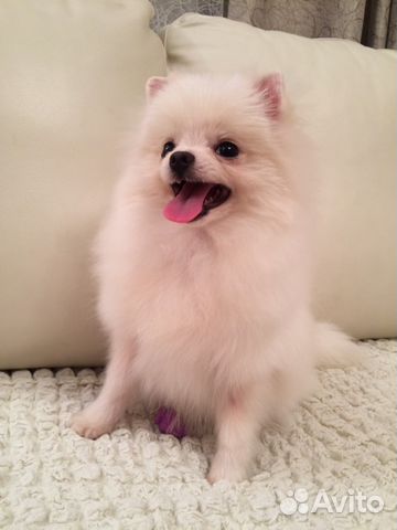 Кобель померанского шпица супер мини