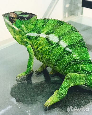 Пантеровые хамелеоны