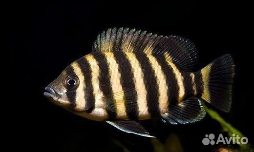 Экзотика. Теляпия Бутикофери