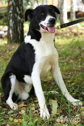 Отдадим двух добрых метисов