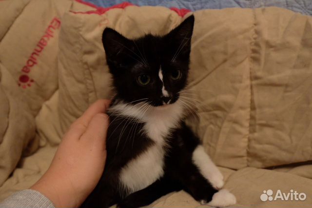 Котомальчик в добрые руки