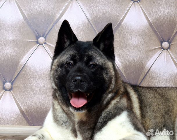 Племенная девочка американка