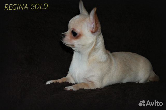 Чишка зайчишка