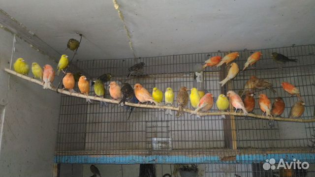 Продам канареек