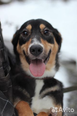 Разноцветная чудо-собака Зельда