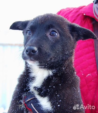 Щенок. Девочка. Будет небольшой