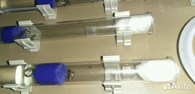 Матки lasius nigger (муравьи)