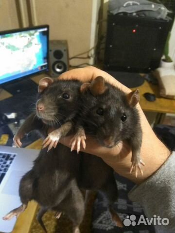 Отдам в добрые руки 2 крысок