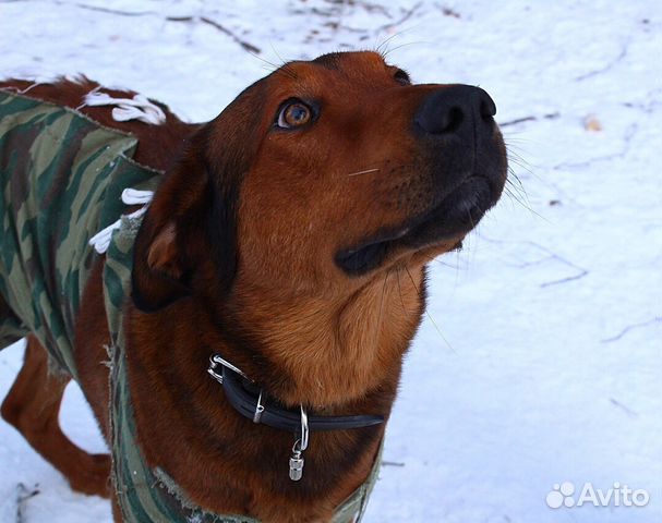 Идеальный пёсик ищет дом (бесплатно)