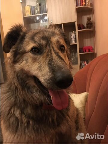 Ищем хозяев