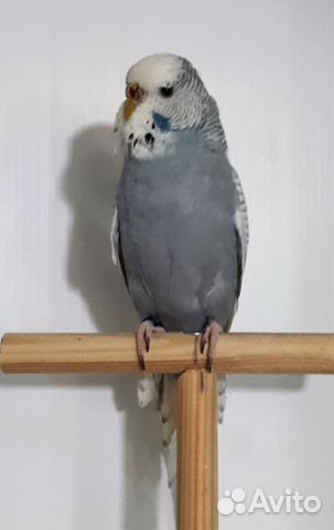 Волнистый попугайчик, 3/4 чех, самка