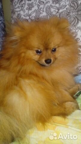 Колпино Продам щенка мальчик 16 мая будет год