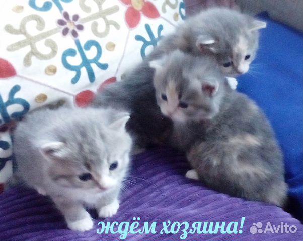 Котята полуперсы