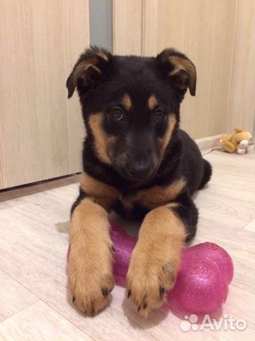 Юки- по японски снег. Кроха в добрые руки