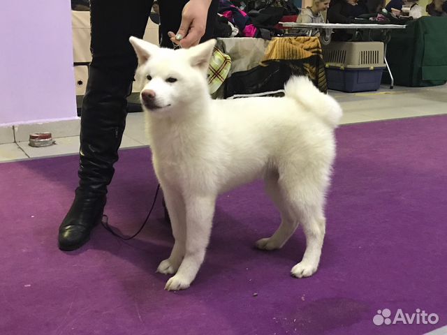 Лапочка-дочка