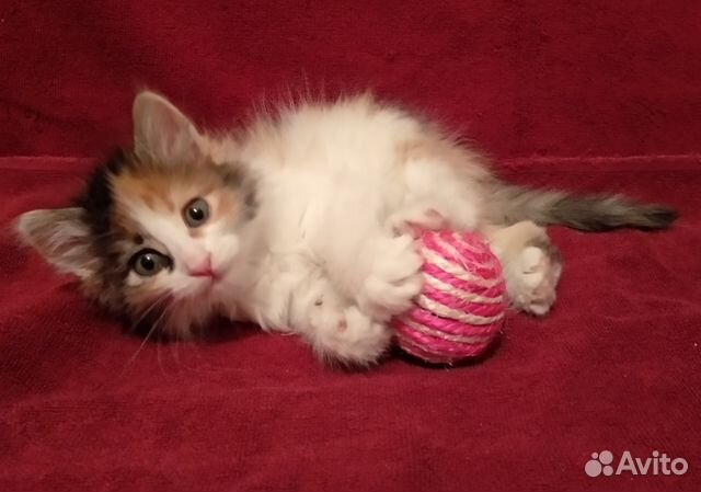 Котята - сестрички в добрые руки