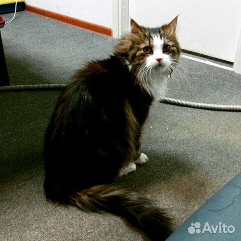 Сибиряк Степан