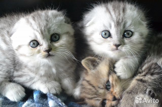 Шотландские вислоухие котята