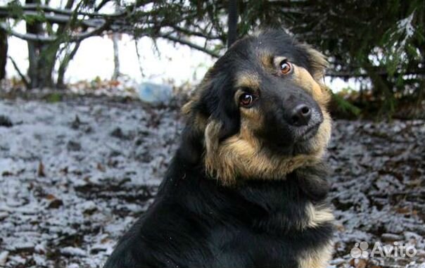 Милая и удивительная Синди ищет дом