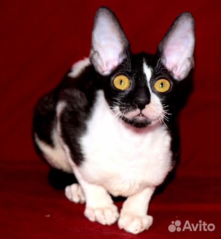 Котёнок корниш рекс