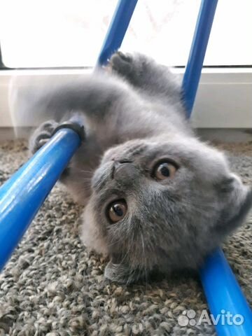 Британские котята