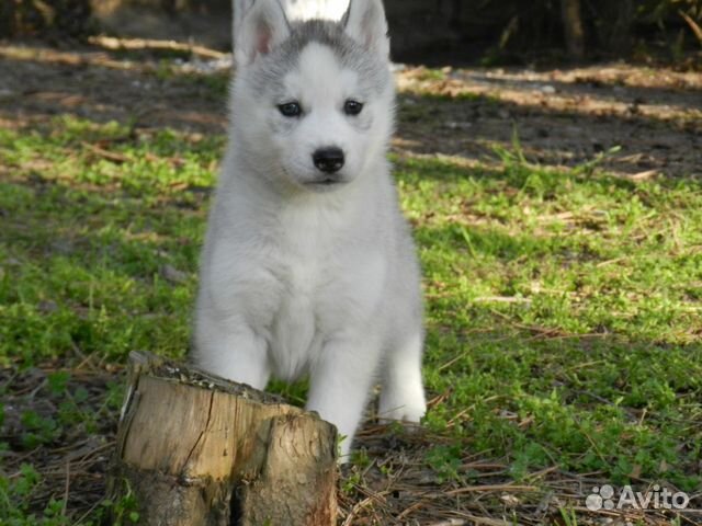 Щенки хаски от великолепной пары.документыксу-FCI