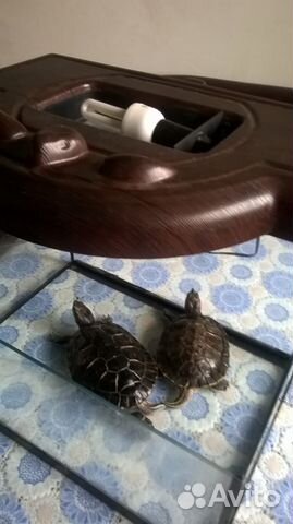 Аквариум и две Черепахи