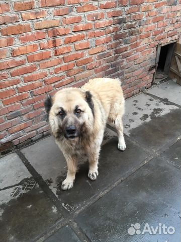 Кавказец на вязку